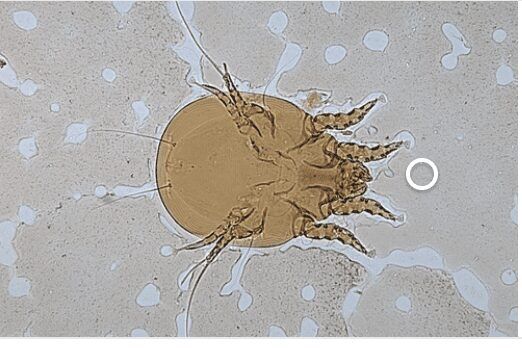 Mites on Goats & Lambs: Detecting and Treating Heel Mites